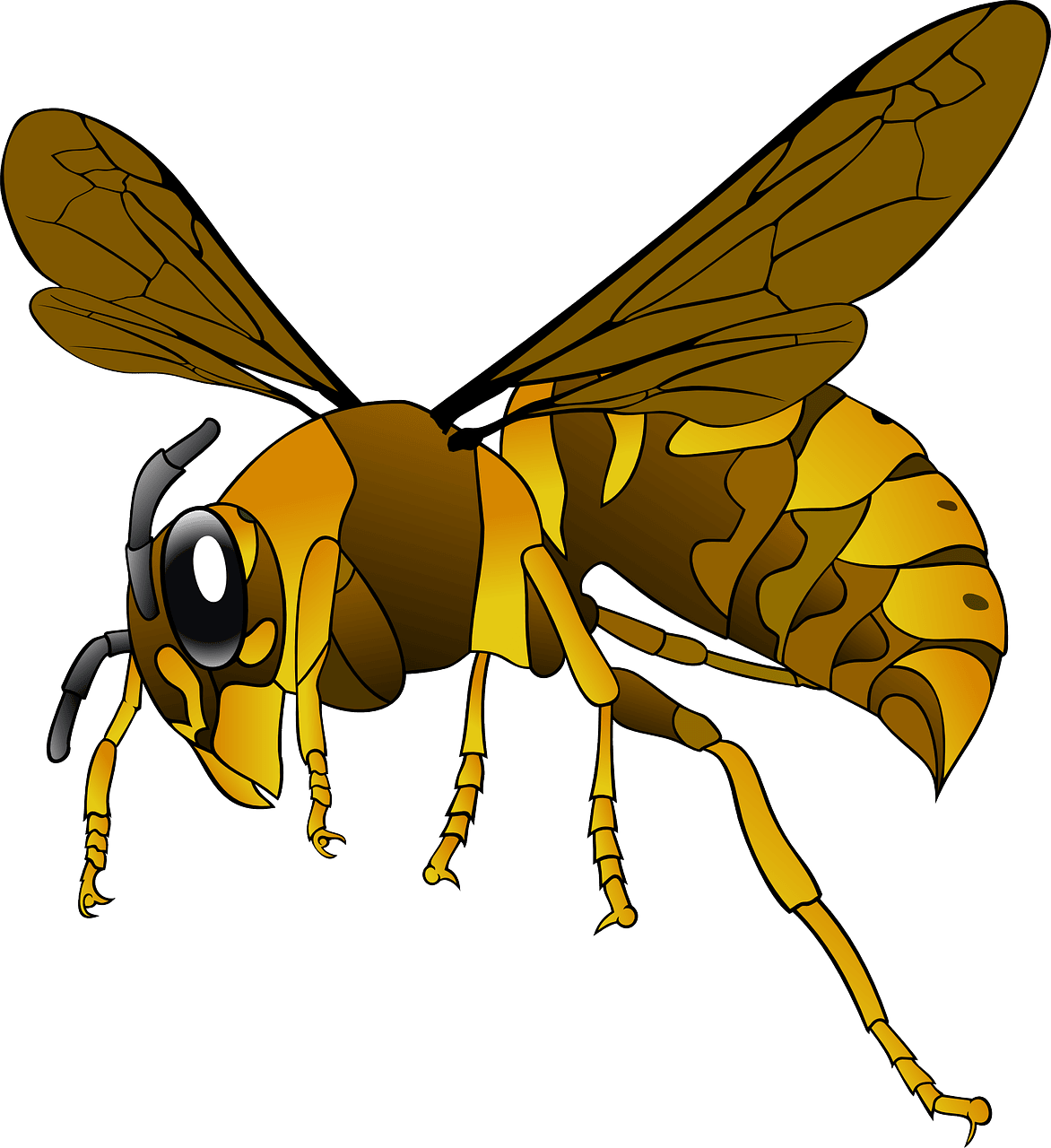 Lutte collective contre le frelon asiatique - Leitzor asiatikoaren ...