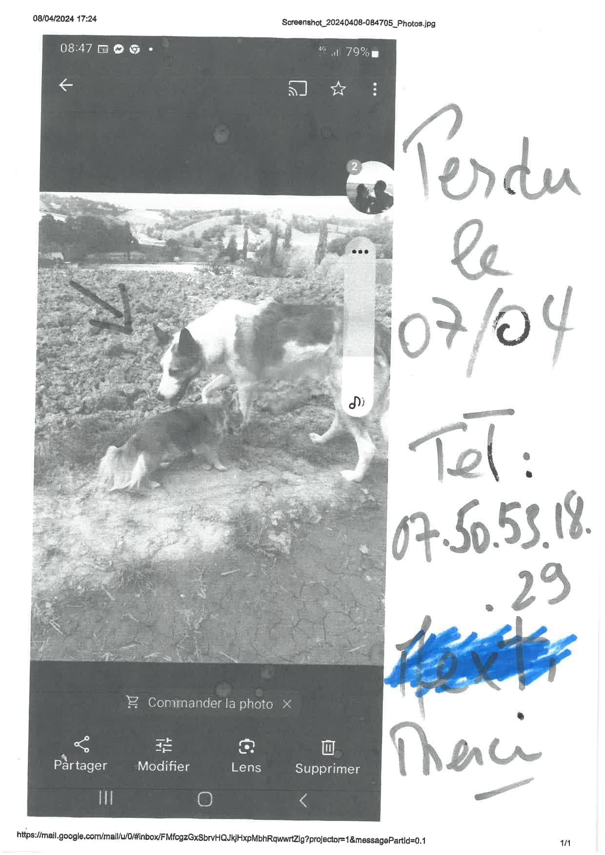 Chien perdu - Commune de MACAYE
